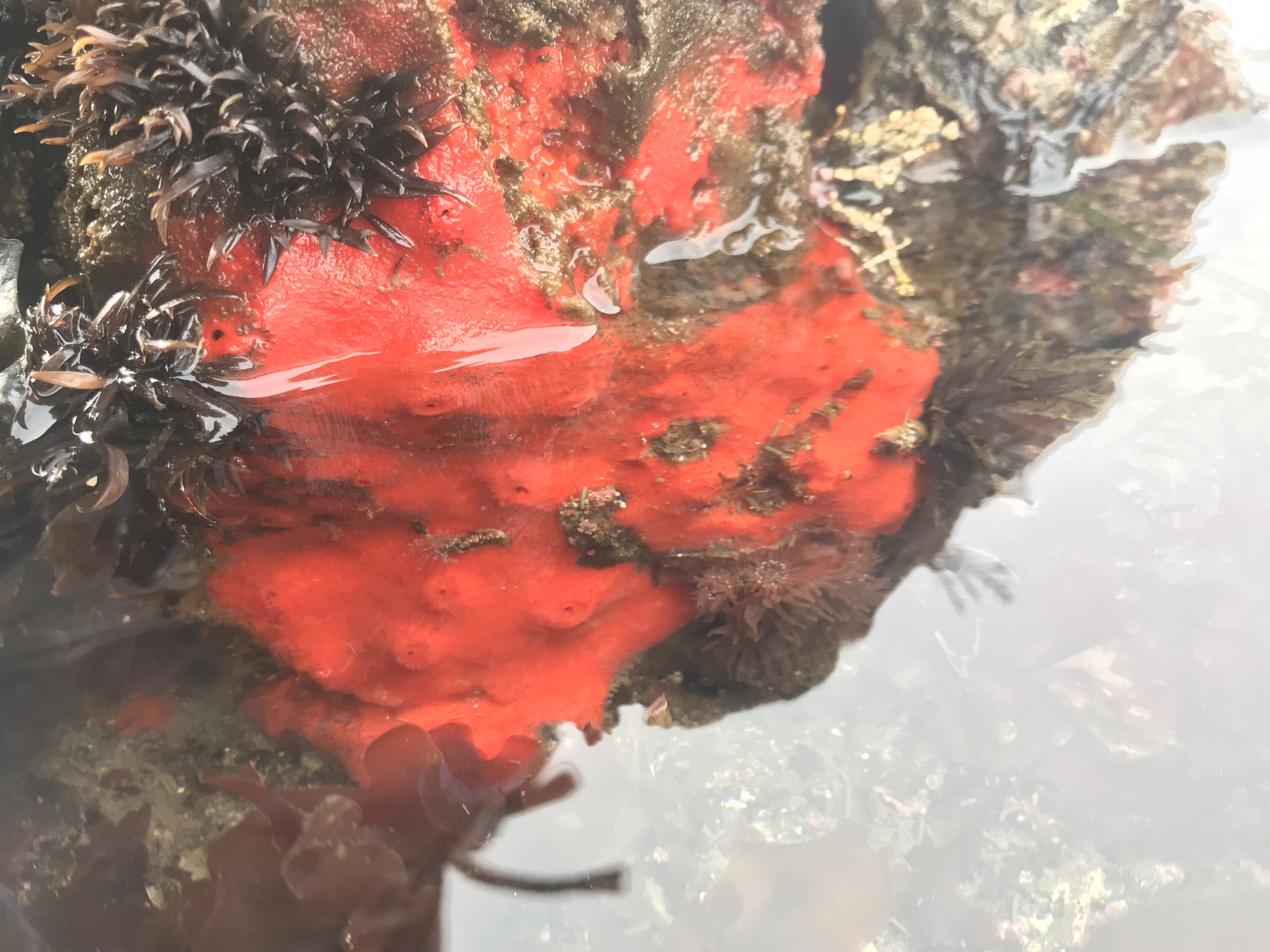 Acarnus erithacus de Laubenfels, 1927