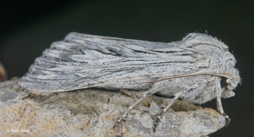 Thargelia gigantea · iNaturalist