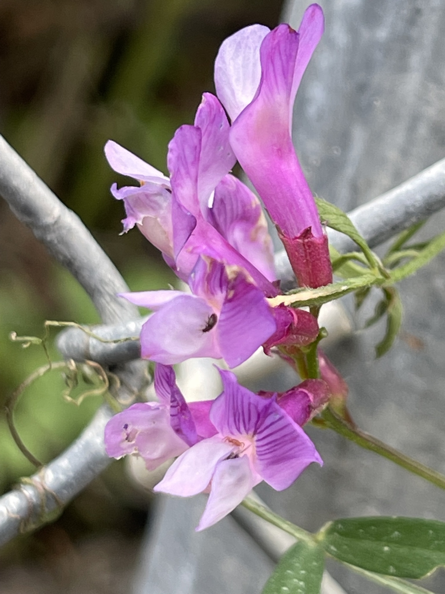 Vicia americana Muhl. ex Willd.