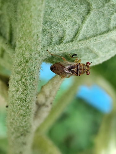 Germalus greeni · iNaturalist