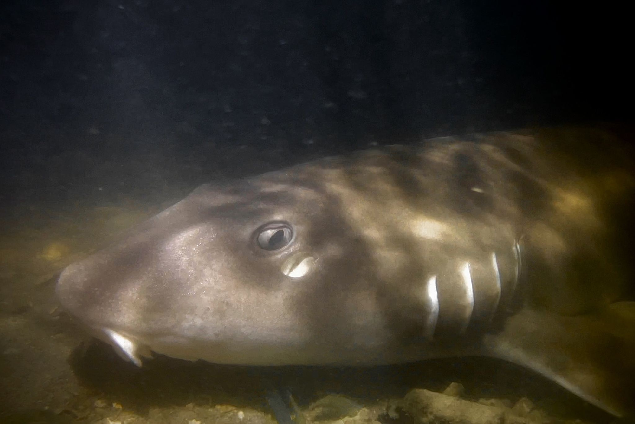 Chiloscyllium punctatum Müller & Henle, 1838