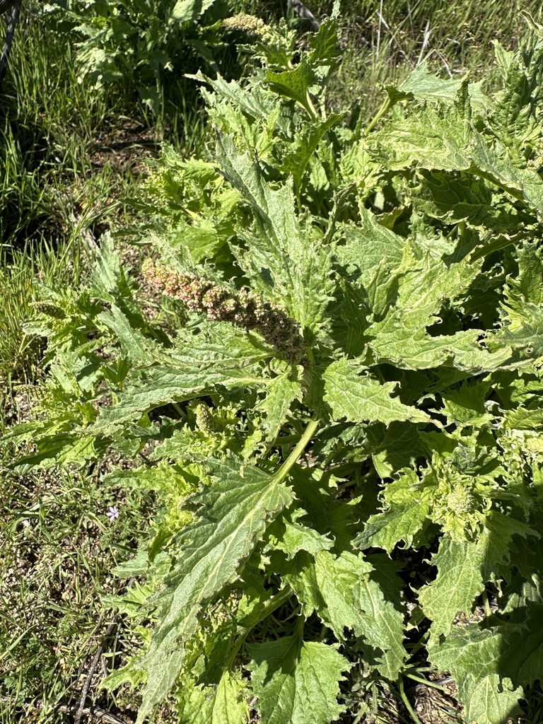 California Goosefoot from Kern, California, United States on March 17 ...