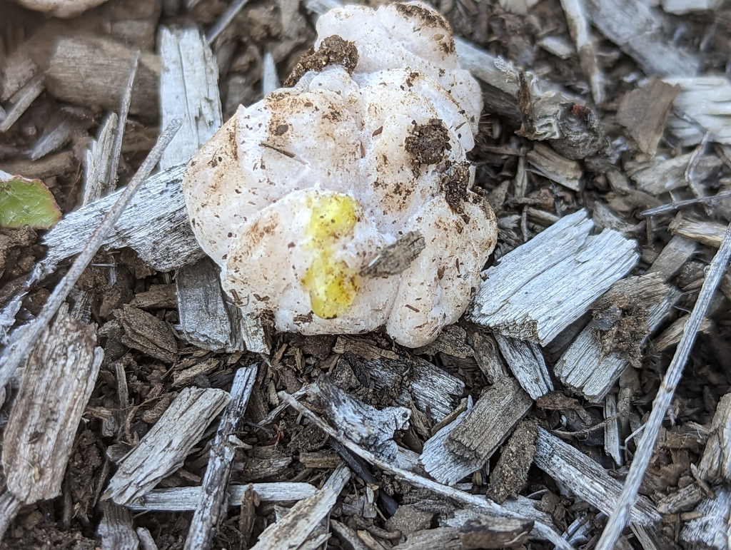 Cazia in March 2023 by Stu Pickell. No distinct odor, mild flavor with ...