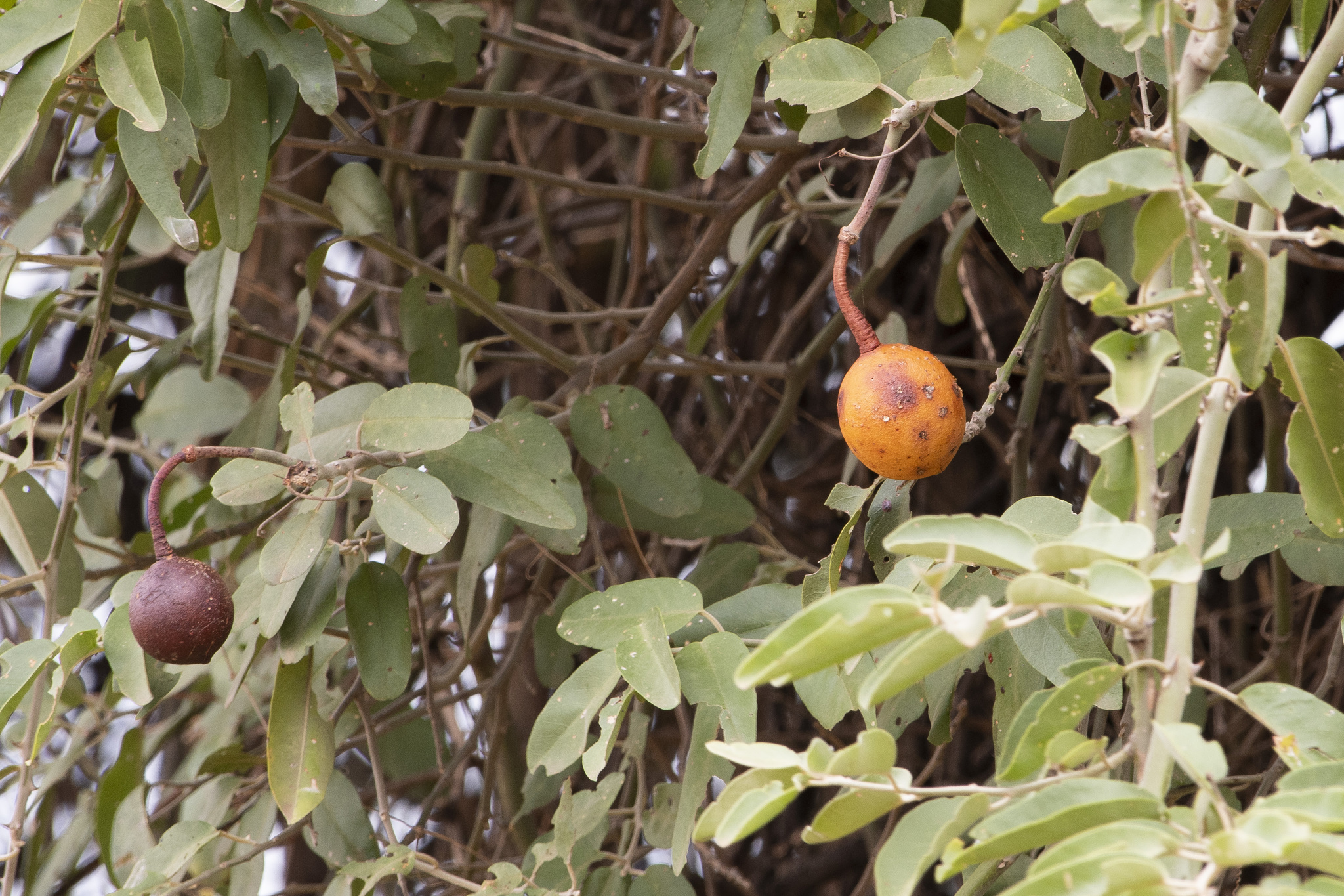 Capparis tomentosa Lam.