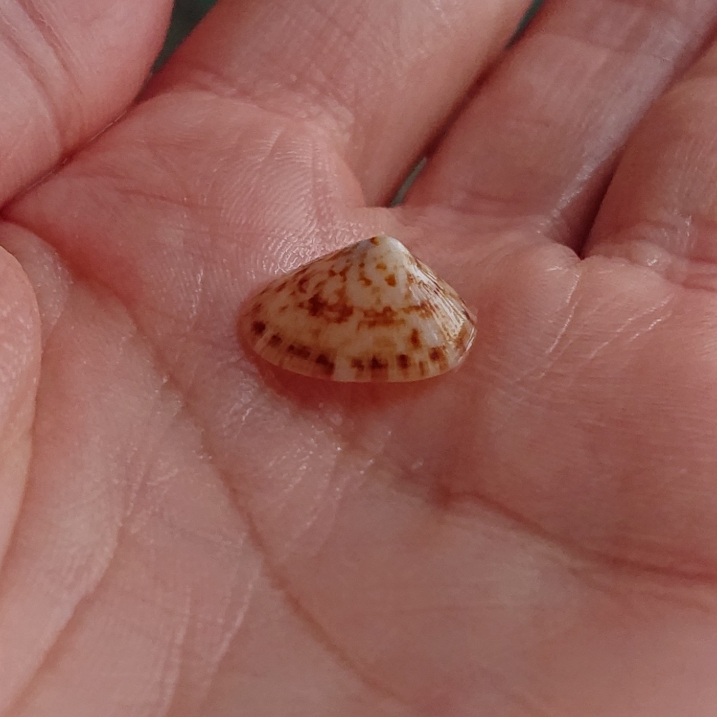 Eoacmaeidae