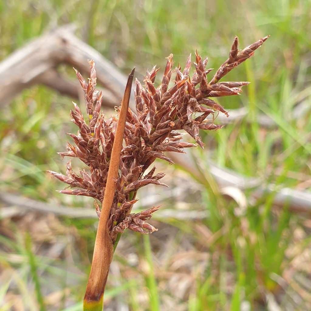 Coast Sword-sedge from Frankston North VIC 3200, Australia on March 19 ...