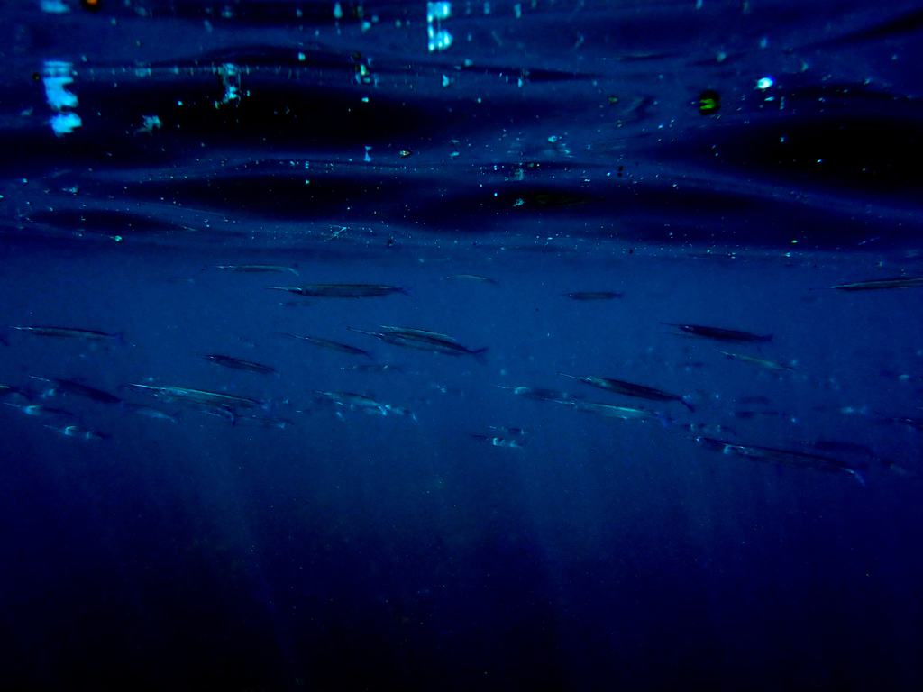 Eastern Sea Garfish from Toowoon Bay NSW, Australia on March 19, 2023 ...