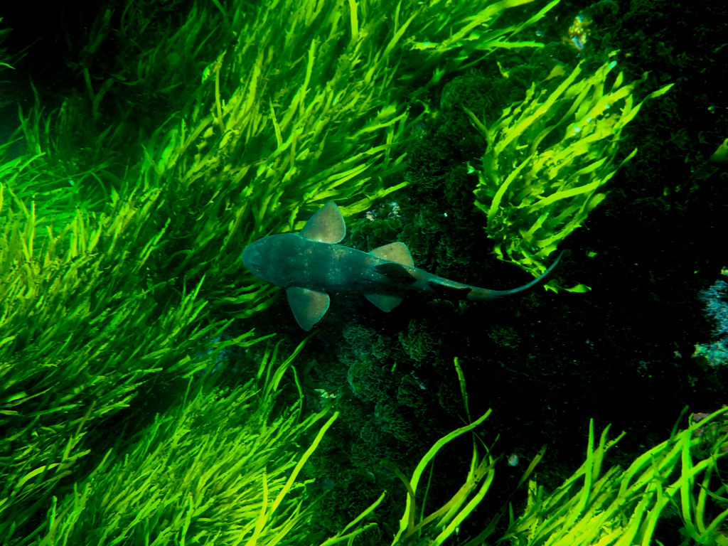 Blind Shark from Toowoon Bay NSW, Australia on March 19, 2023 at 03:00 ...