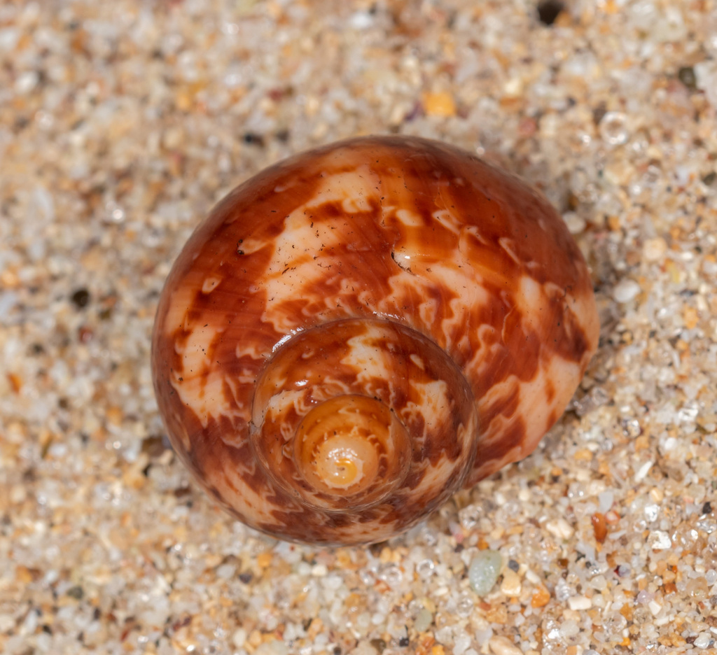 Tapestry Turban Snail from Muaro Duo Bay, Sungai Pisang, Tlk. Kabung ...