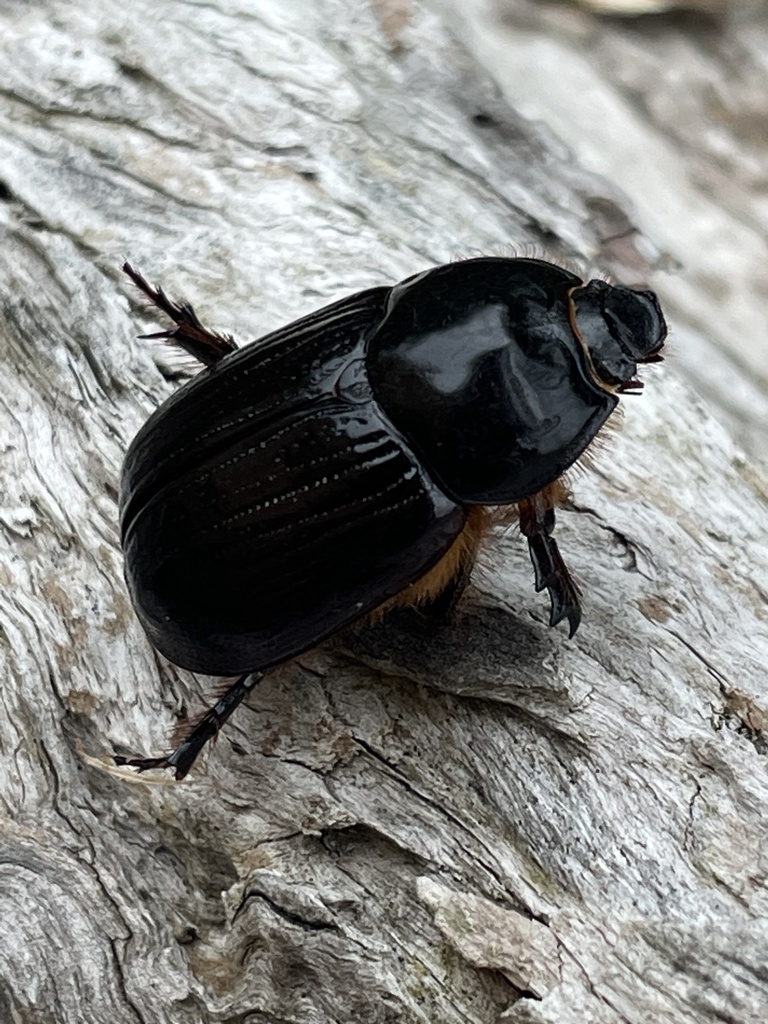 African Black Beetle from William St, Koo Wee Rup, VIC, AU on March 19 ...