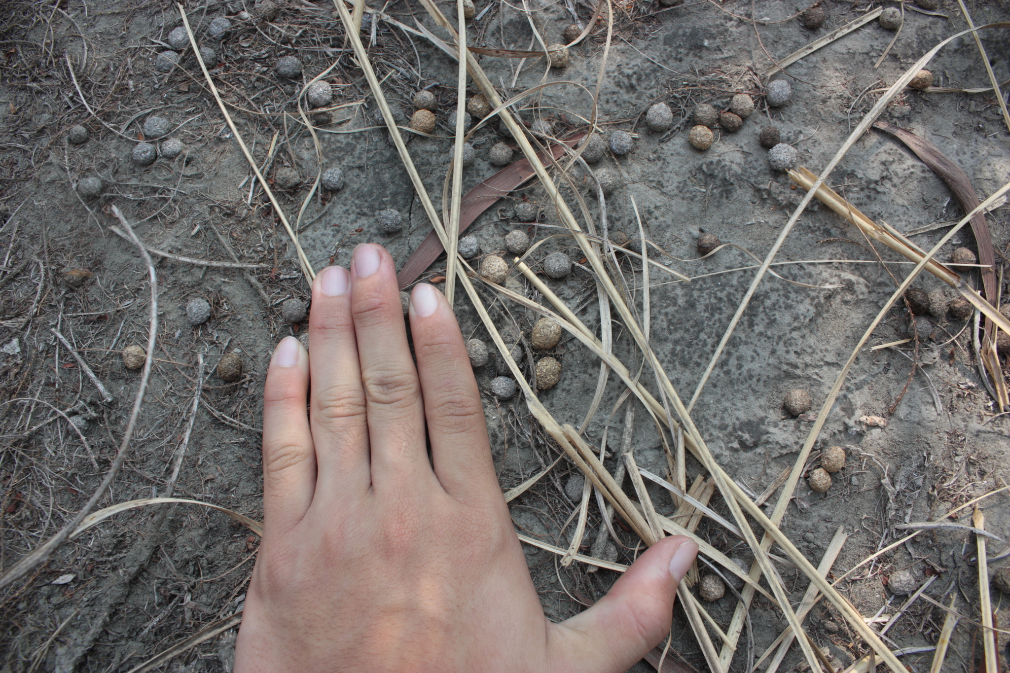 Lepus sinensis Gray, 1832
