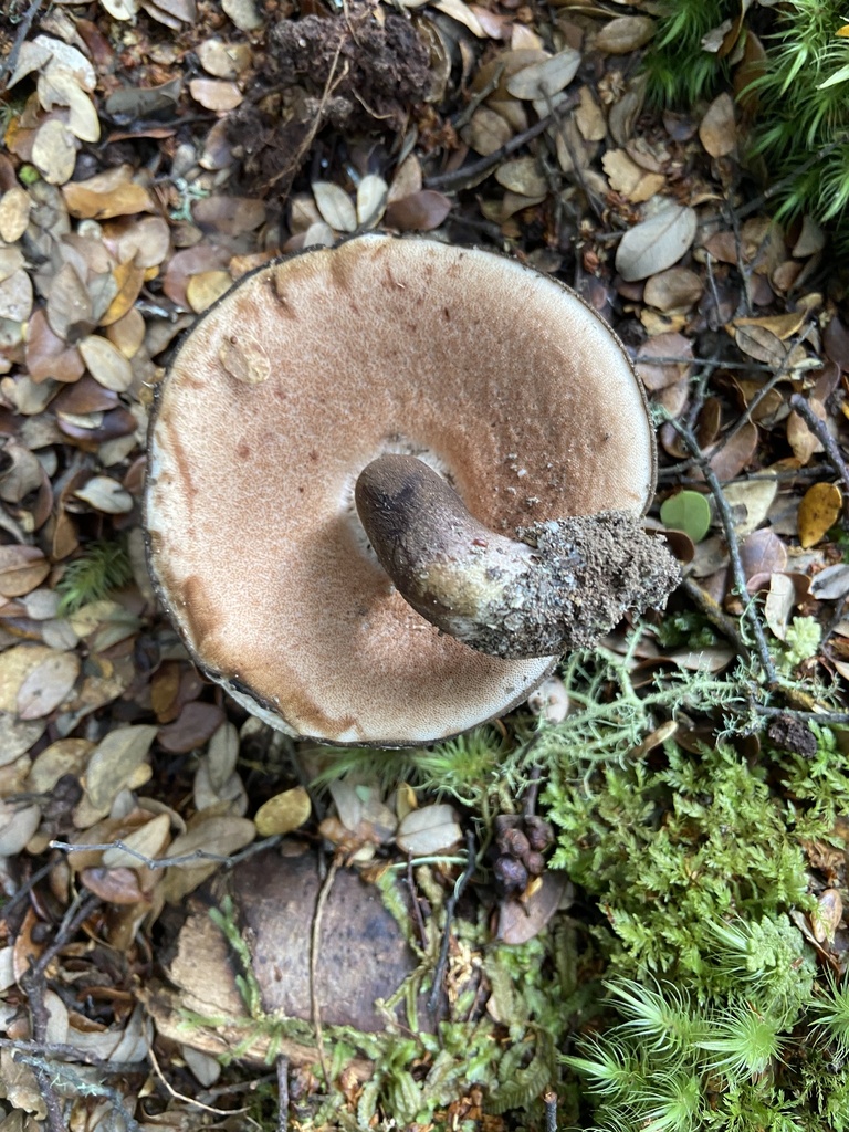 Dark Velvet Bolete from Fiordland National Park, Fiordland National ...