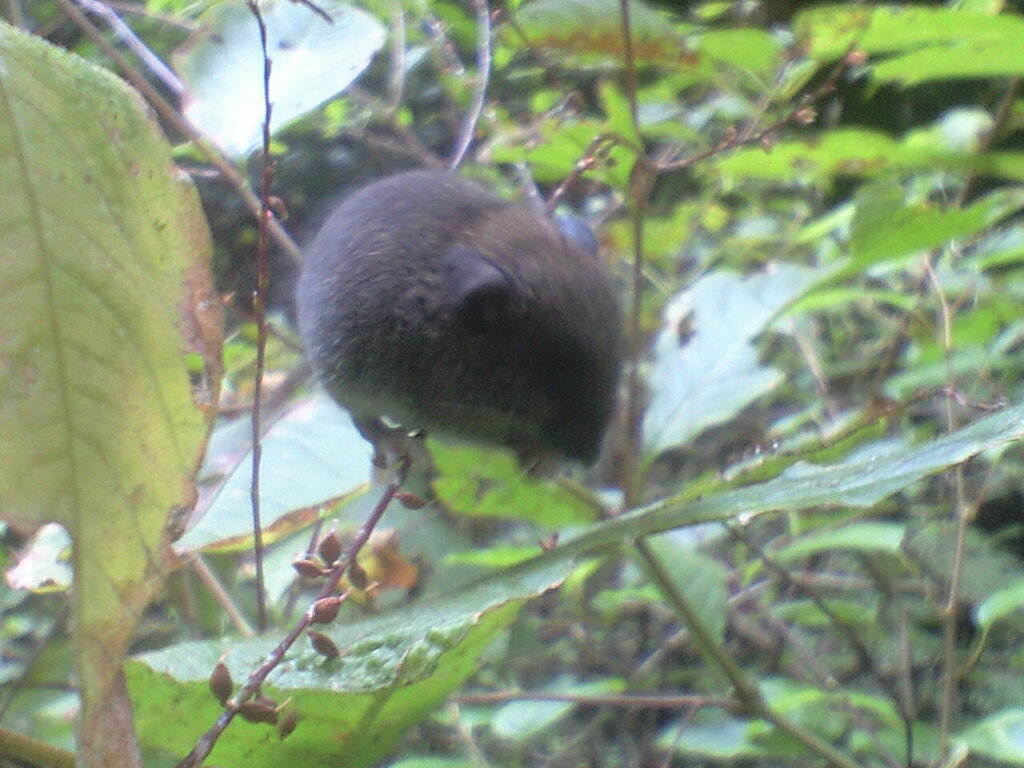 Small Japanese Field Mouse in October 2009 by hakkahamushi · iNaturalist