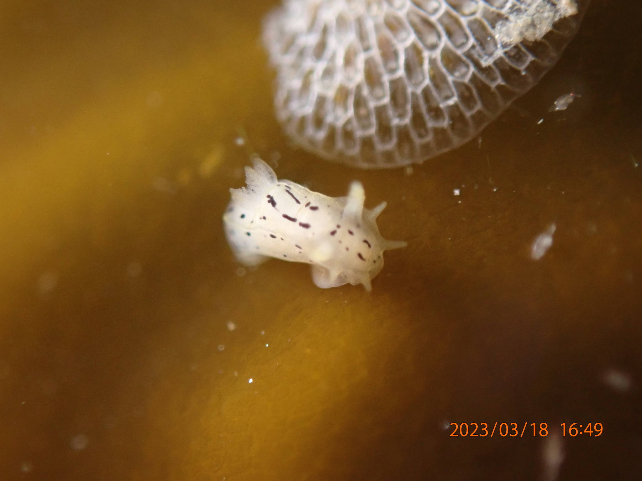 Polycera atra MacFarland, 1905