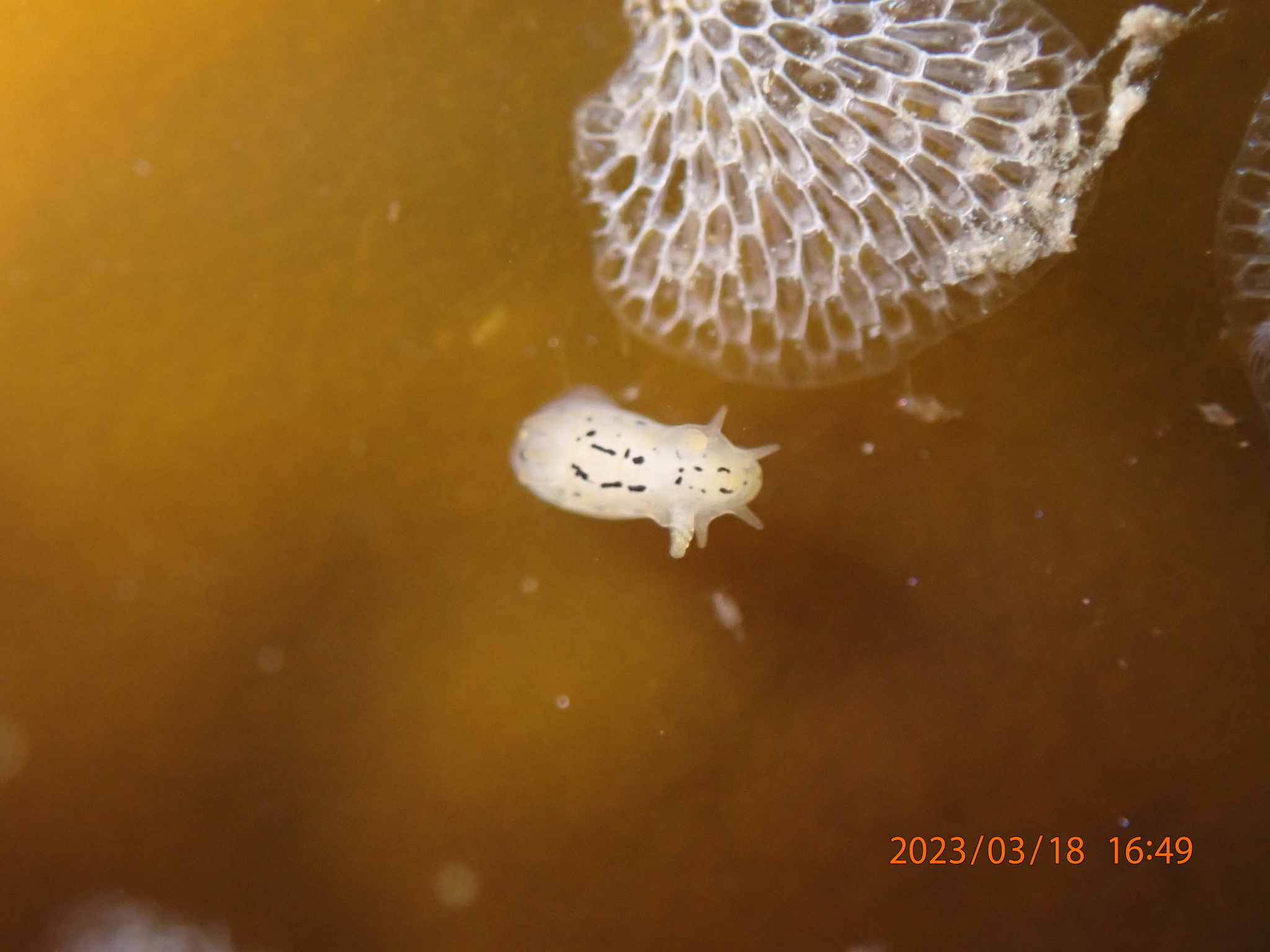 Polycera atra MacFarland, 1905