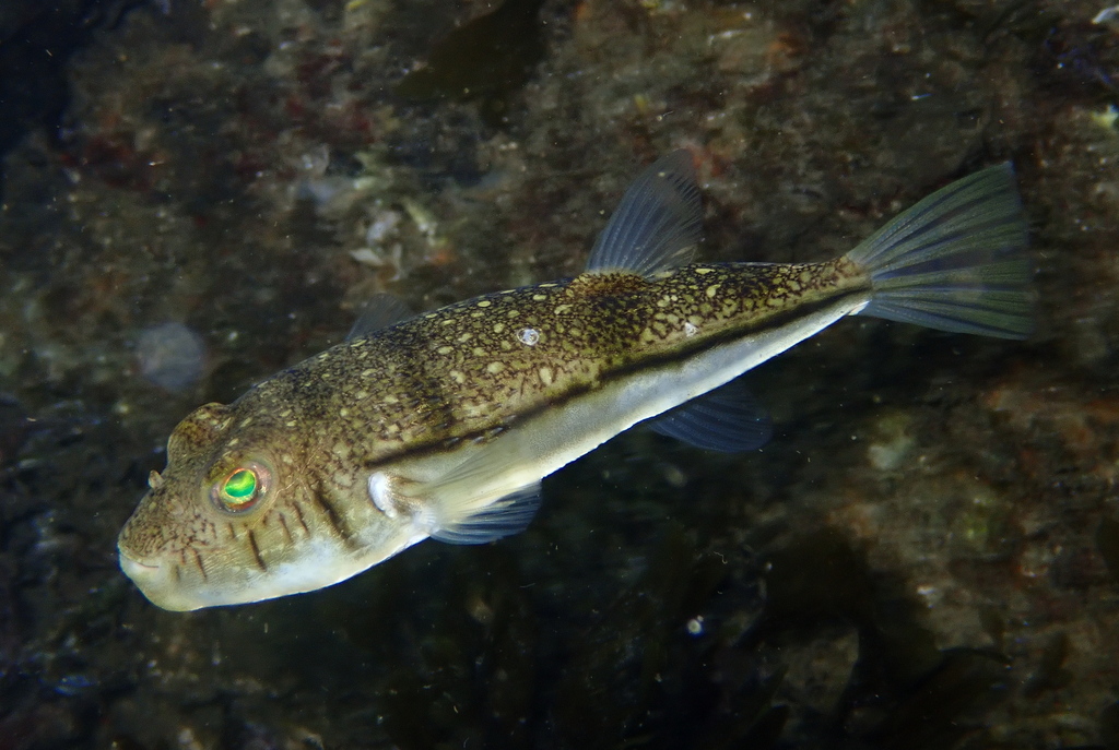 Weeping Toadfish from Sydney NSW, Australia on March 19, 2023 at 09:31 ...