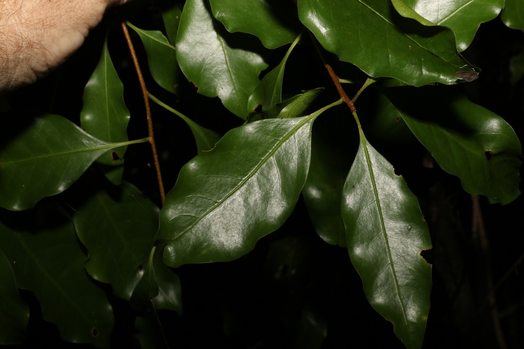 Actephila mooreana from Dulong QLD 4560, Australia on March 19, 2023 at ...