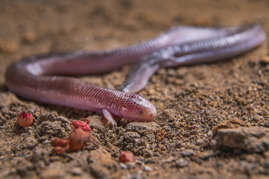 Four-toed Worm Lizard from 61868 El Cháuz, Mich., México on November 17 ...