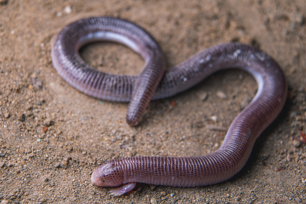 Four-toed Worm Lizard (Bipes canaliculatus) - Snakes and Lizards