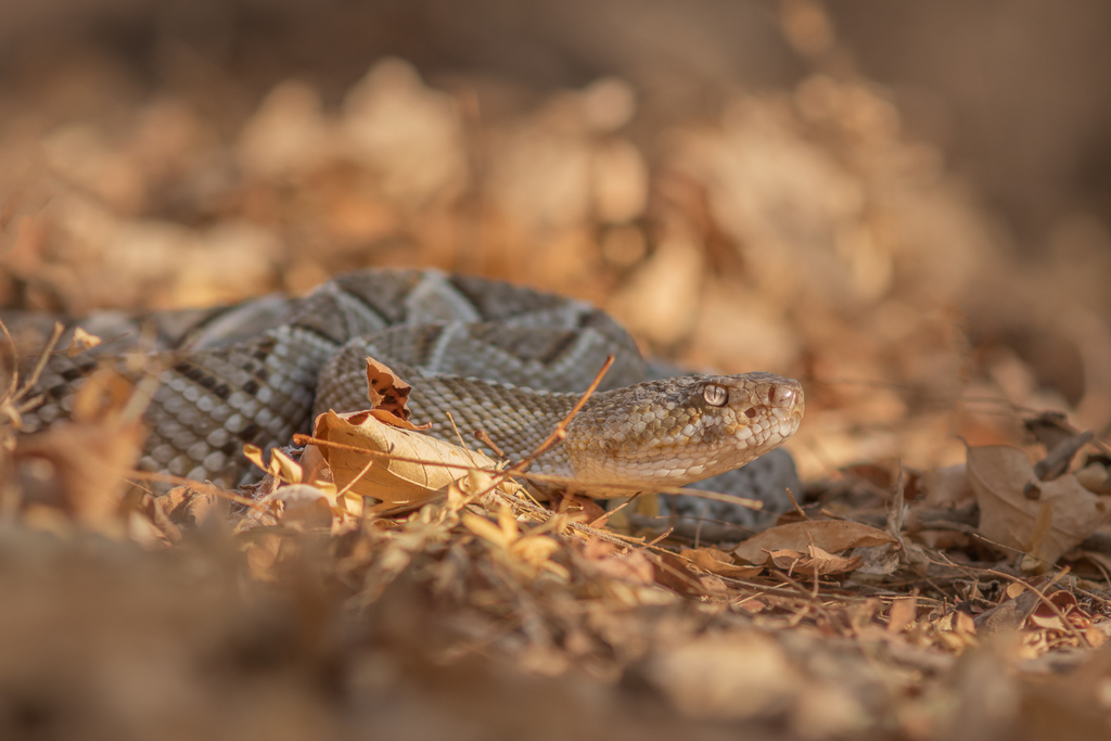 Basilisk Rattlesnake from La Huacana, Mich., México on March 20, 2021 ...