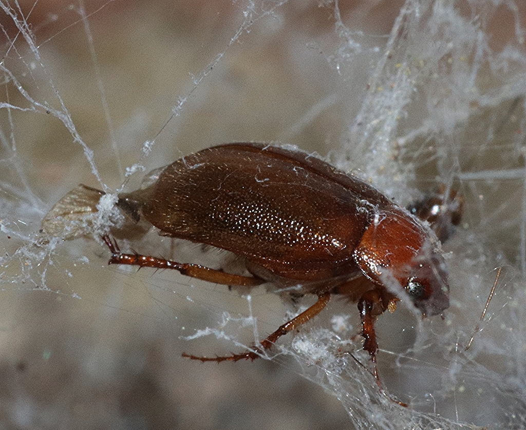 Scarabs from Melbourne VIC, Australia on March 17, 2023 at 09:14 PM by ...