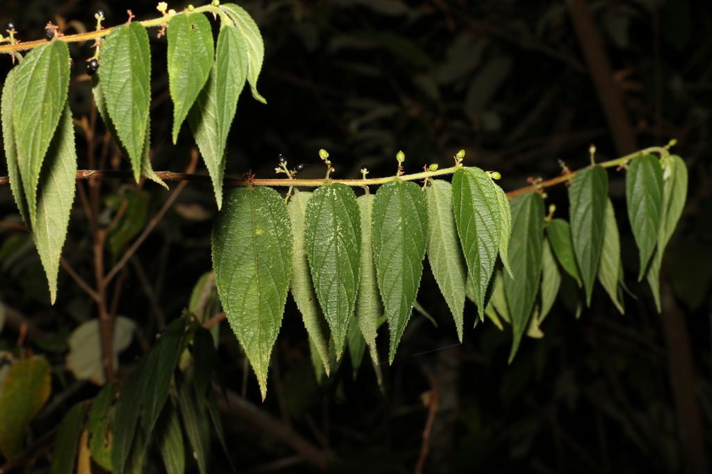 Nettle Tree from Dulong QLD 4560, Australia on March 19, 2023 at 07:54 ...
