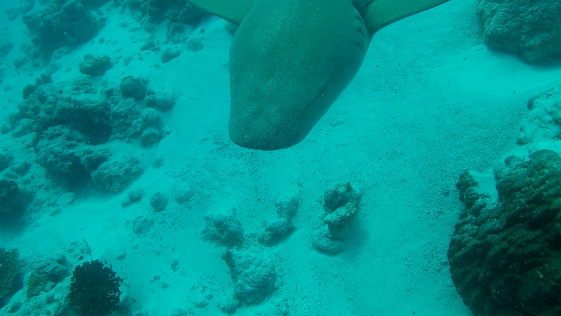 Nebrius ferrugineus (Lesson, 1831)