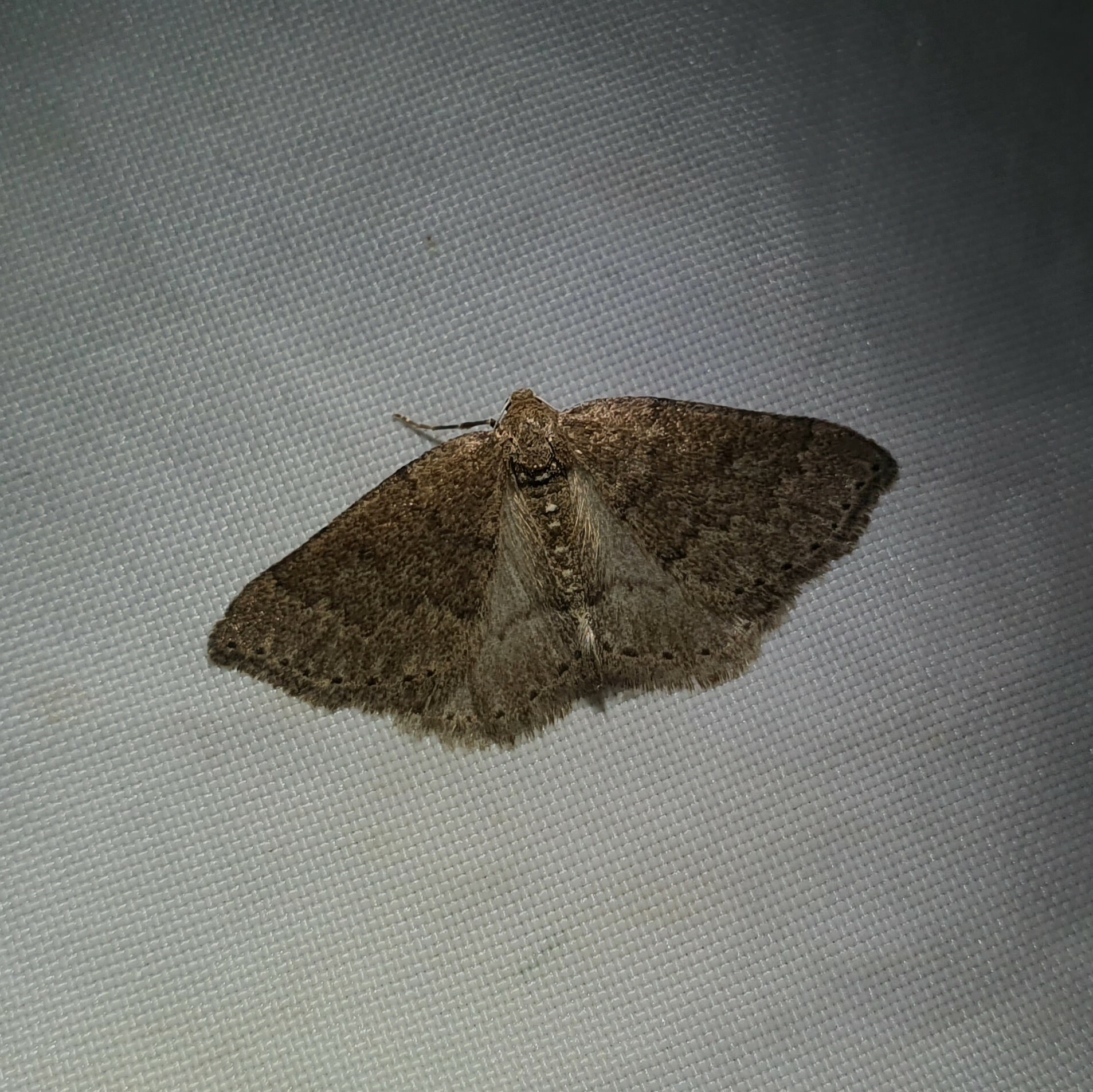 Aleucis distinctata (Herrich-Schäffer, 1839)