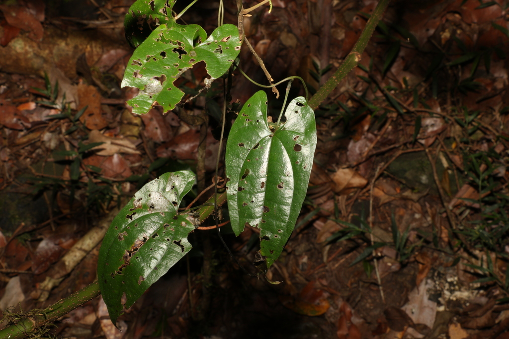 Common Yam Vine from Triunia, Maroochy, Queensland, Australia on March ...