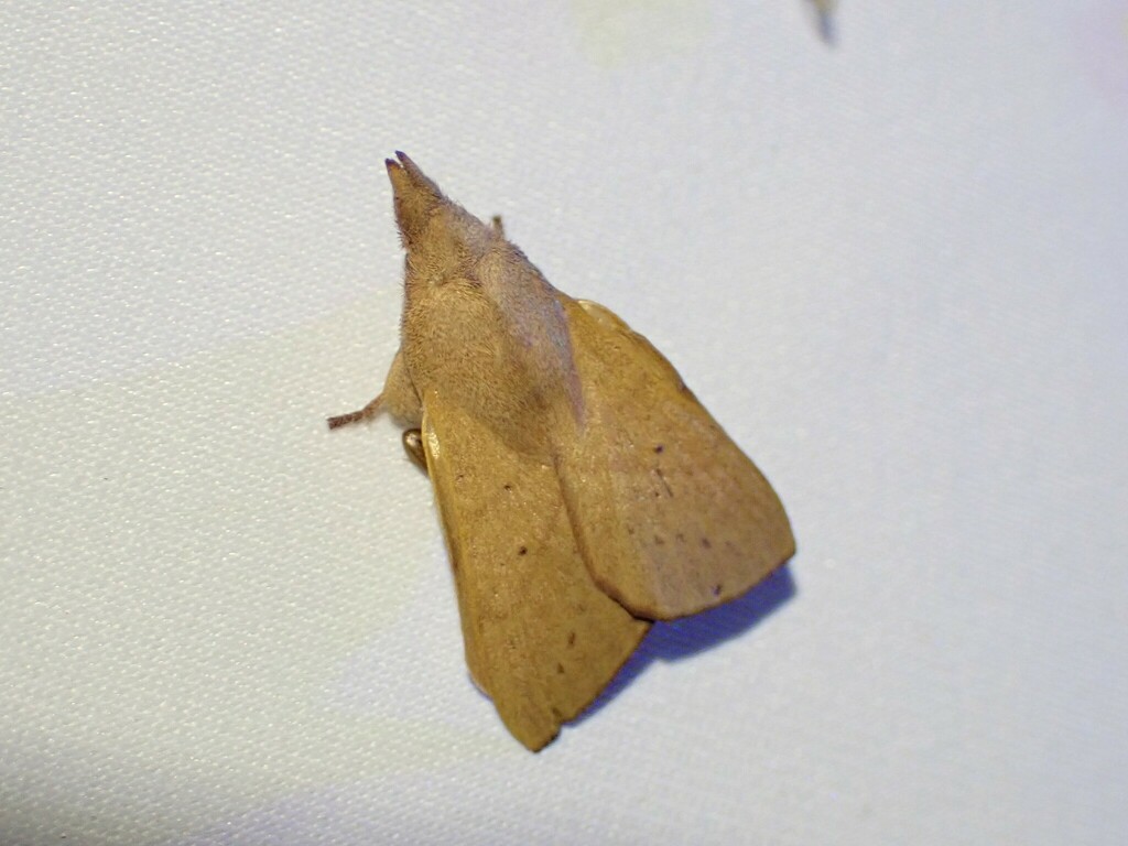 wattle snout moth from Pentland Hills VIC 3341, Australia on March 18 ...
