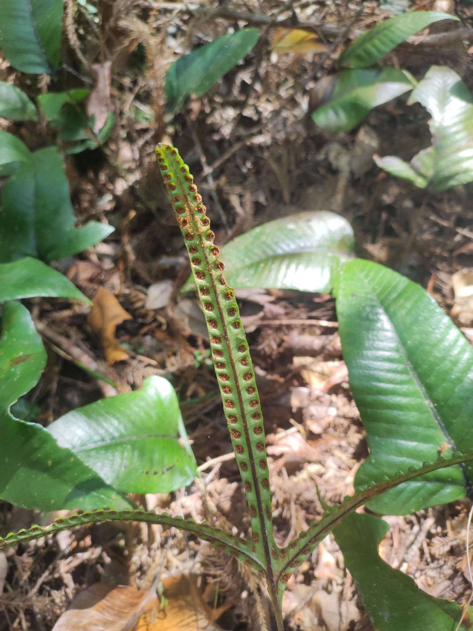 Selliguea triloba (Houtt.) M.G.Price