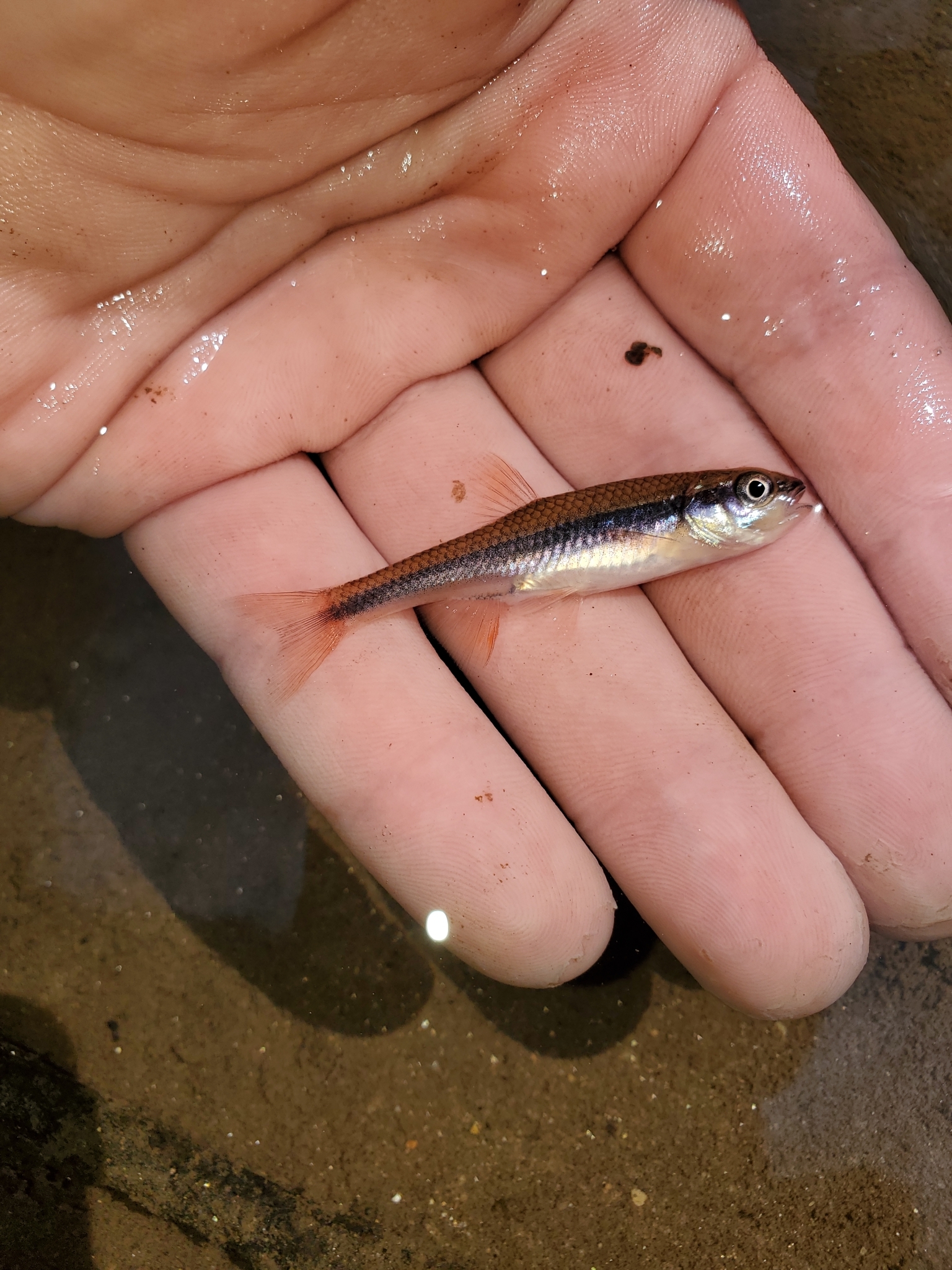 Notropis lutipinnis (Jordan & Brayton, 1878)