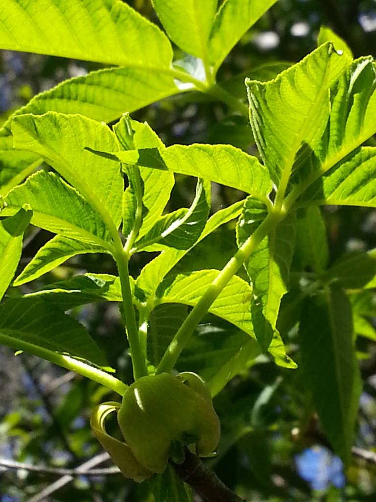 California buckeye from Alameda County, US-CA, US on February 26, 2013 ...