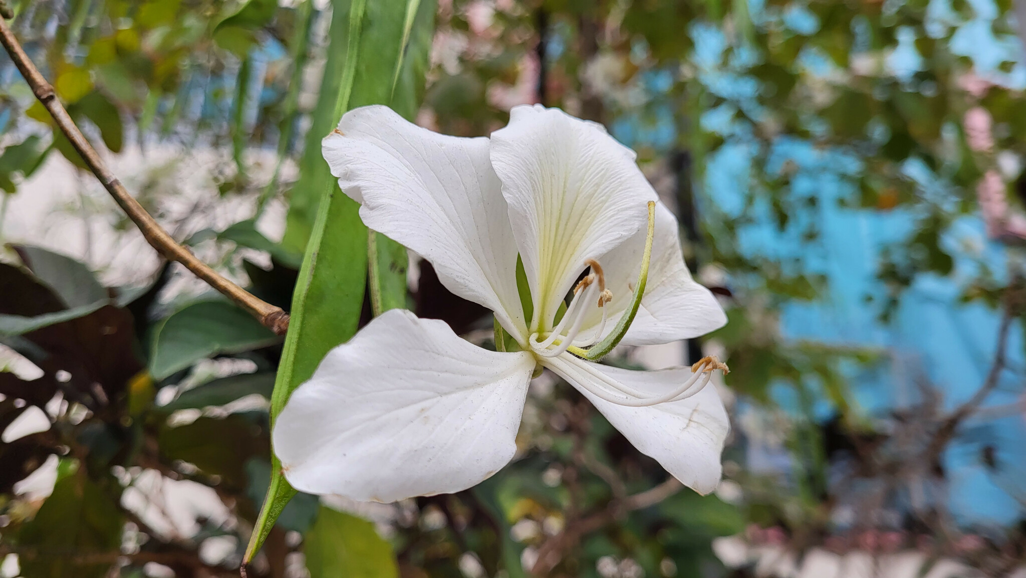 Bauhinia variegata L.