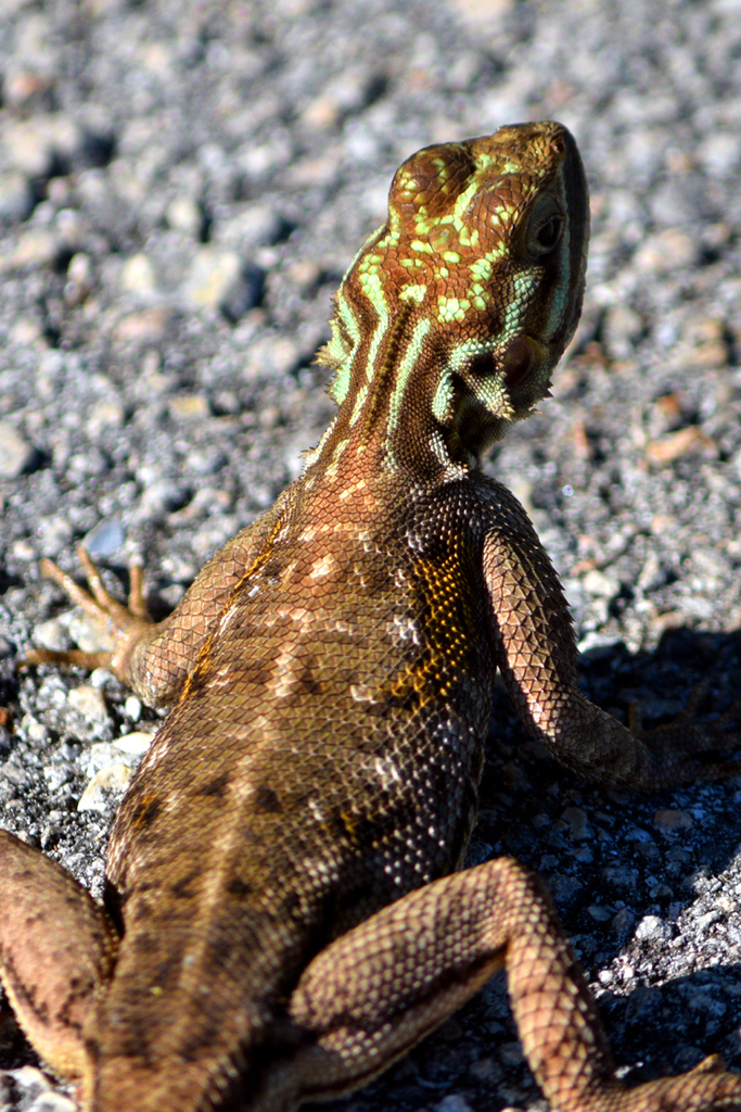 Peters's Rock Agama from Miami-Dade County, FL, USA on March 12, 2023 ...
