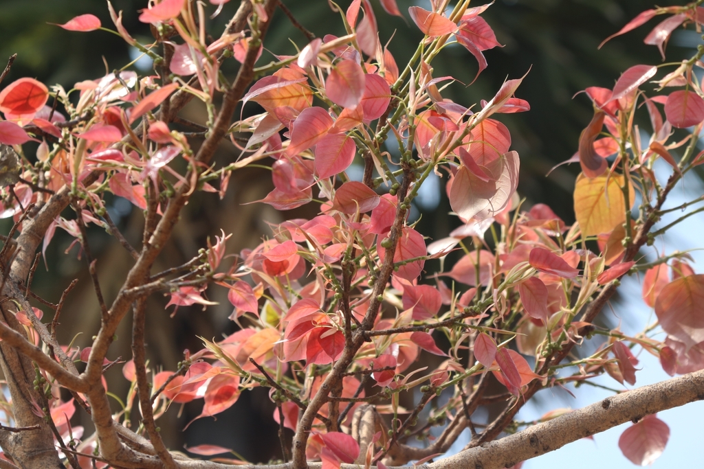 Sacred fig from P56Q+347 Puthueari, Puthu Eari, Kannankurichi, M ...
