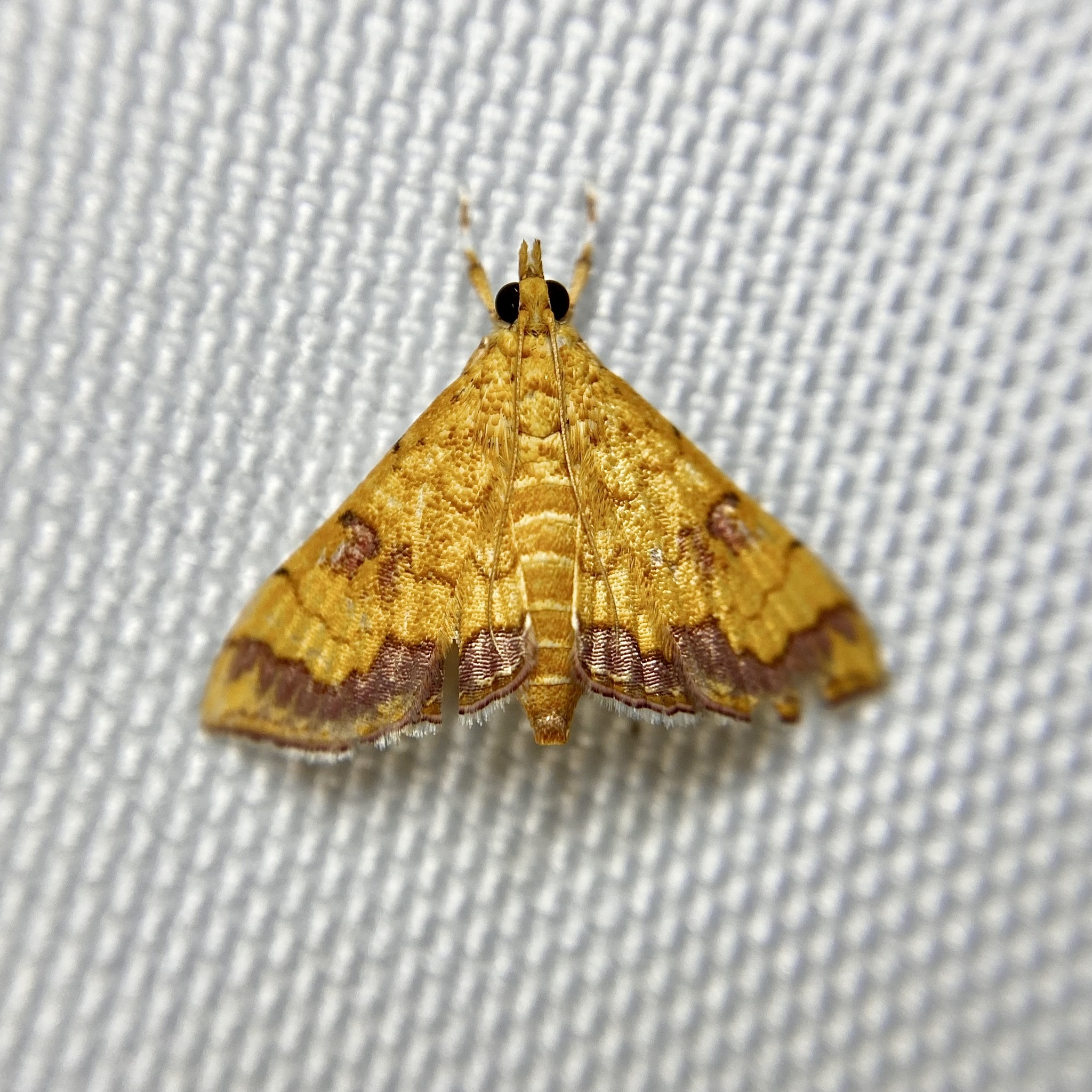 Isocentris filalis Guenée, 1854