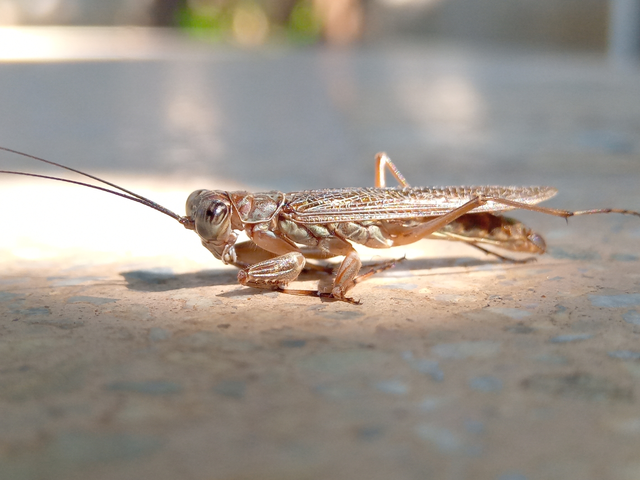 Mantoida brunneriana Saussure, 1871