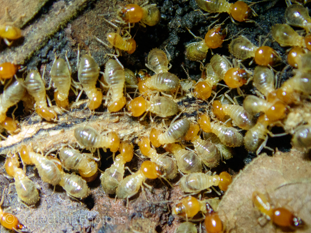 Macrotermes gilvus from Buleleng Regency, Bali, Indonesia on May 29 ...