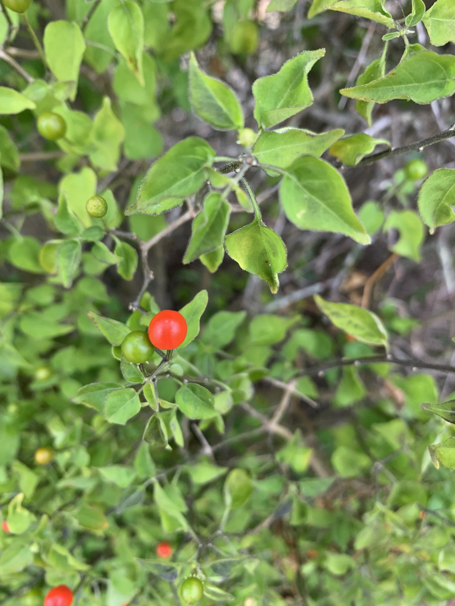 Capsicum annuum var. glabriusculum (Dunal) Heiser & Pickersgill