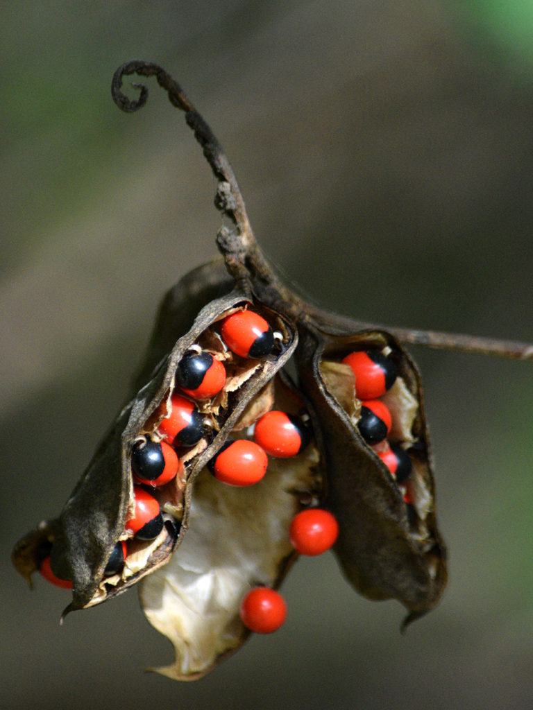 rosary pea (Abrus precatorius) - Botanical Realm