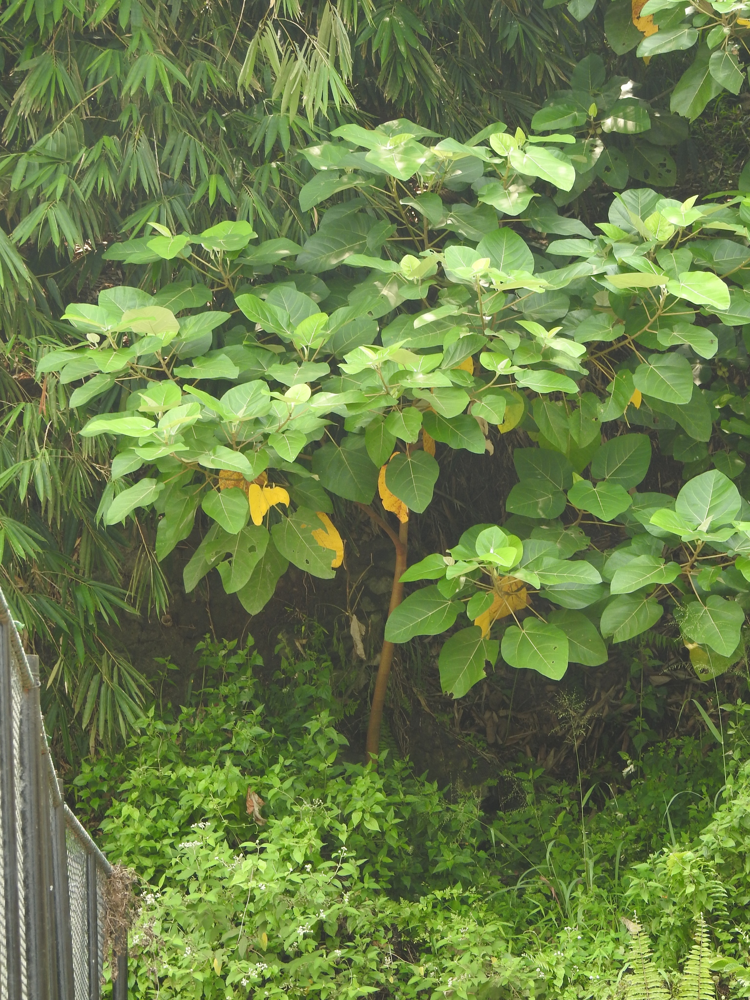 Ficus padana Burm.fil.