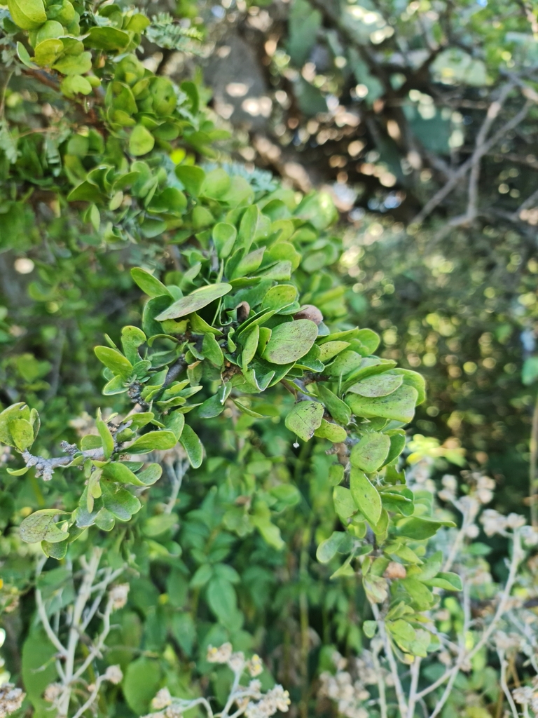 Cape-Lilac from Carletonville, 2499, South Africa on March 19, 2023 at ...