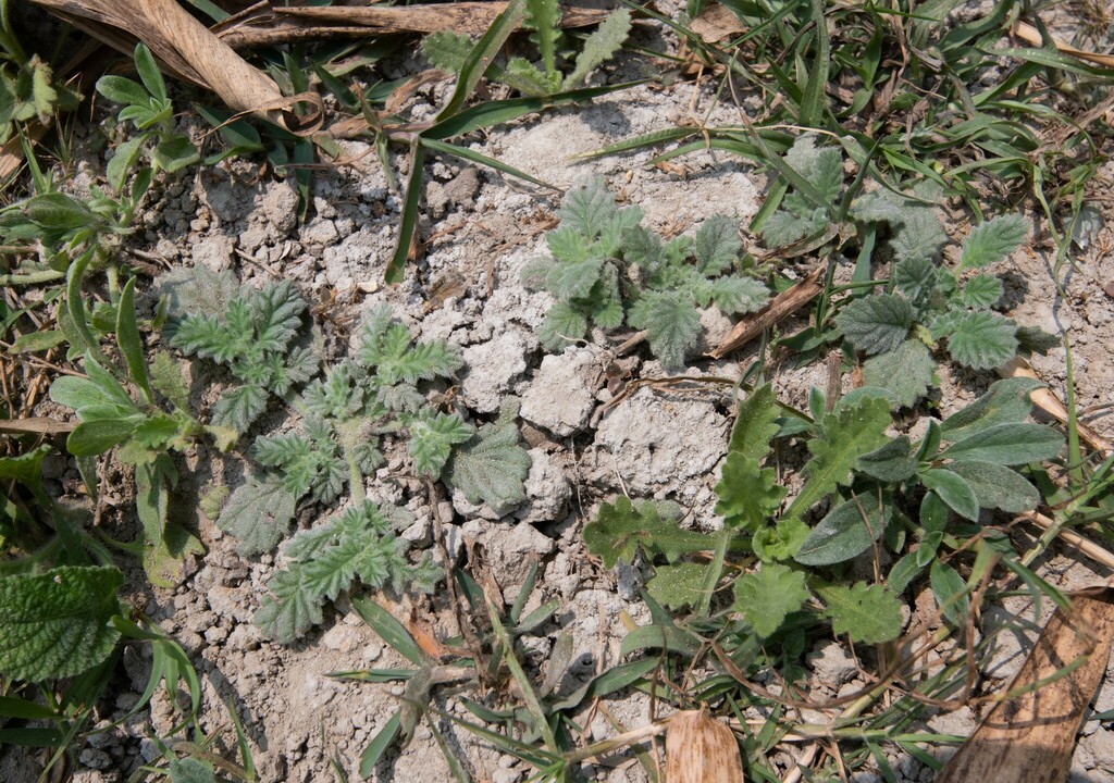 Coldenia procumbens in March 2023 by 張智翔 · iNaturalist