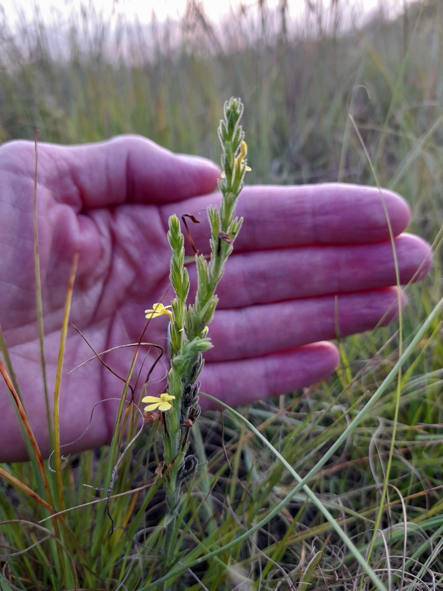 Striga asiatica (L.) Kuntze