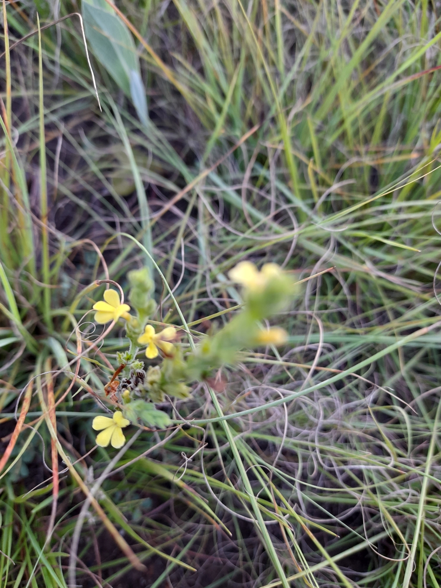 Striga asiatica (L.) Kuntze