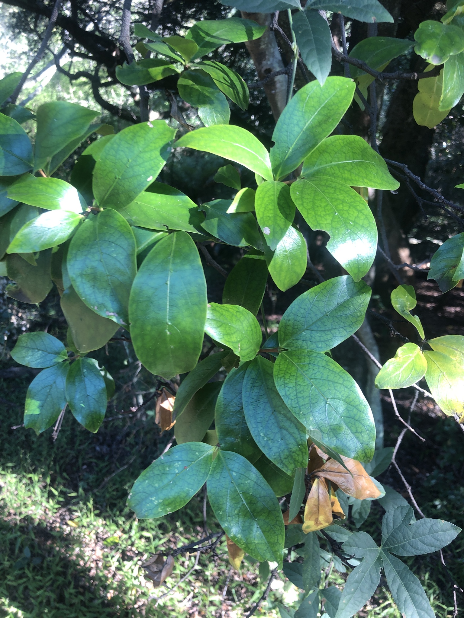 Rothmannia capensis Thunb.