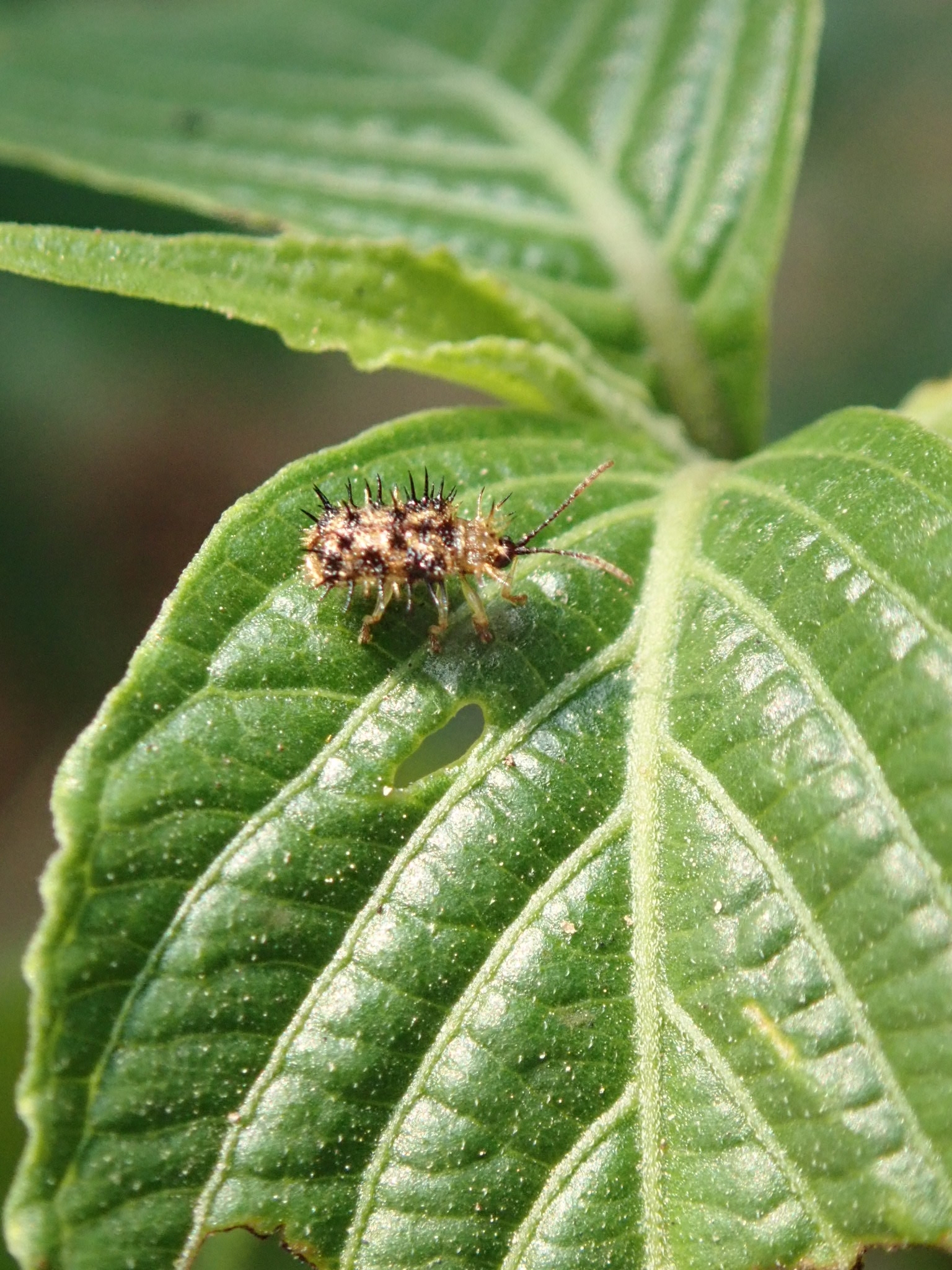 Dactylispa sauteri Uhmann, 1927