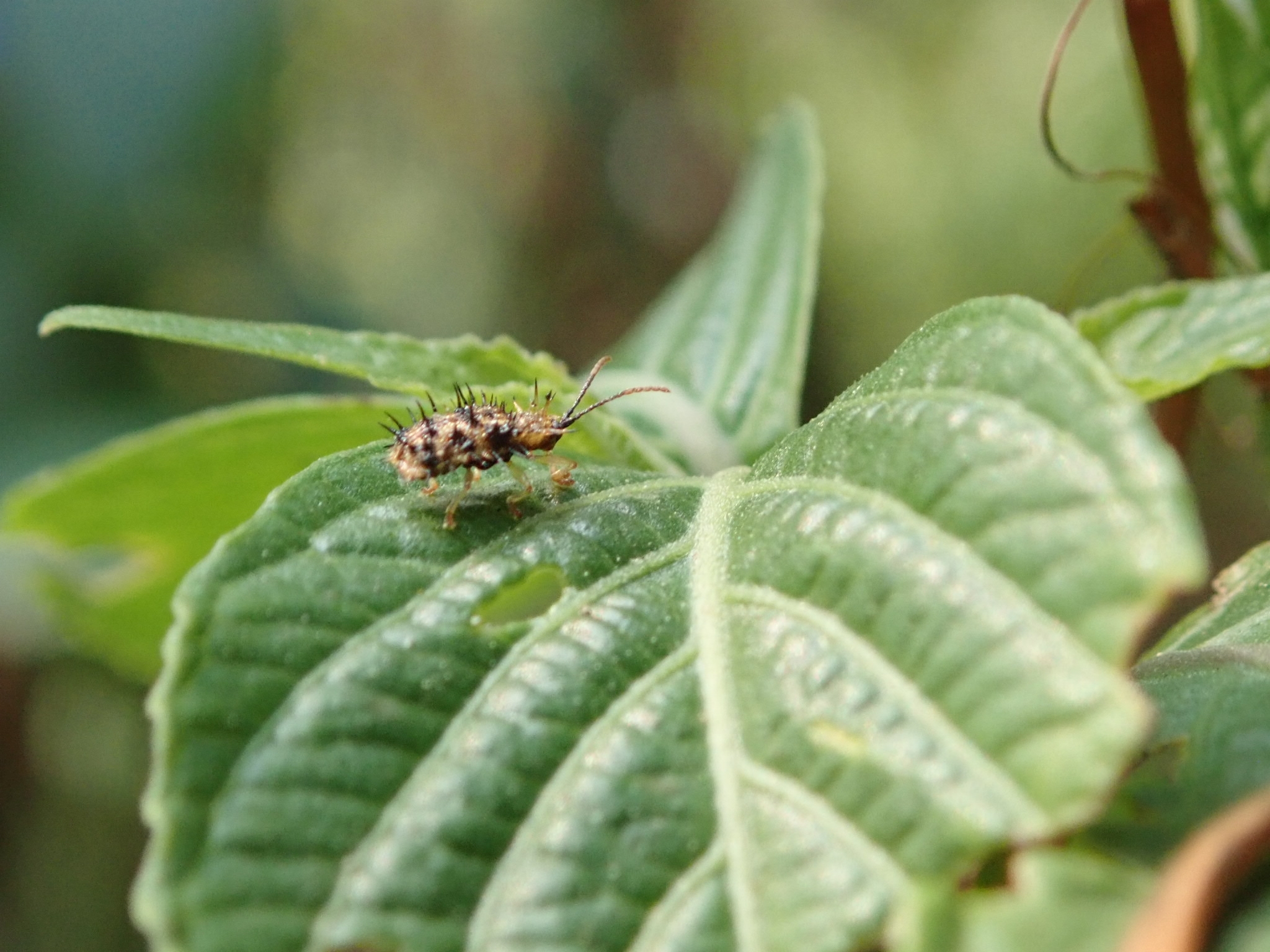 Dactylispa sauteri Uhmann, 1927