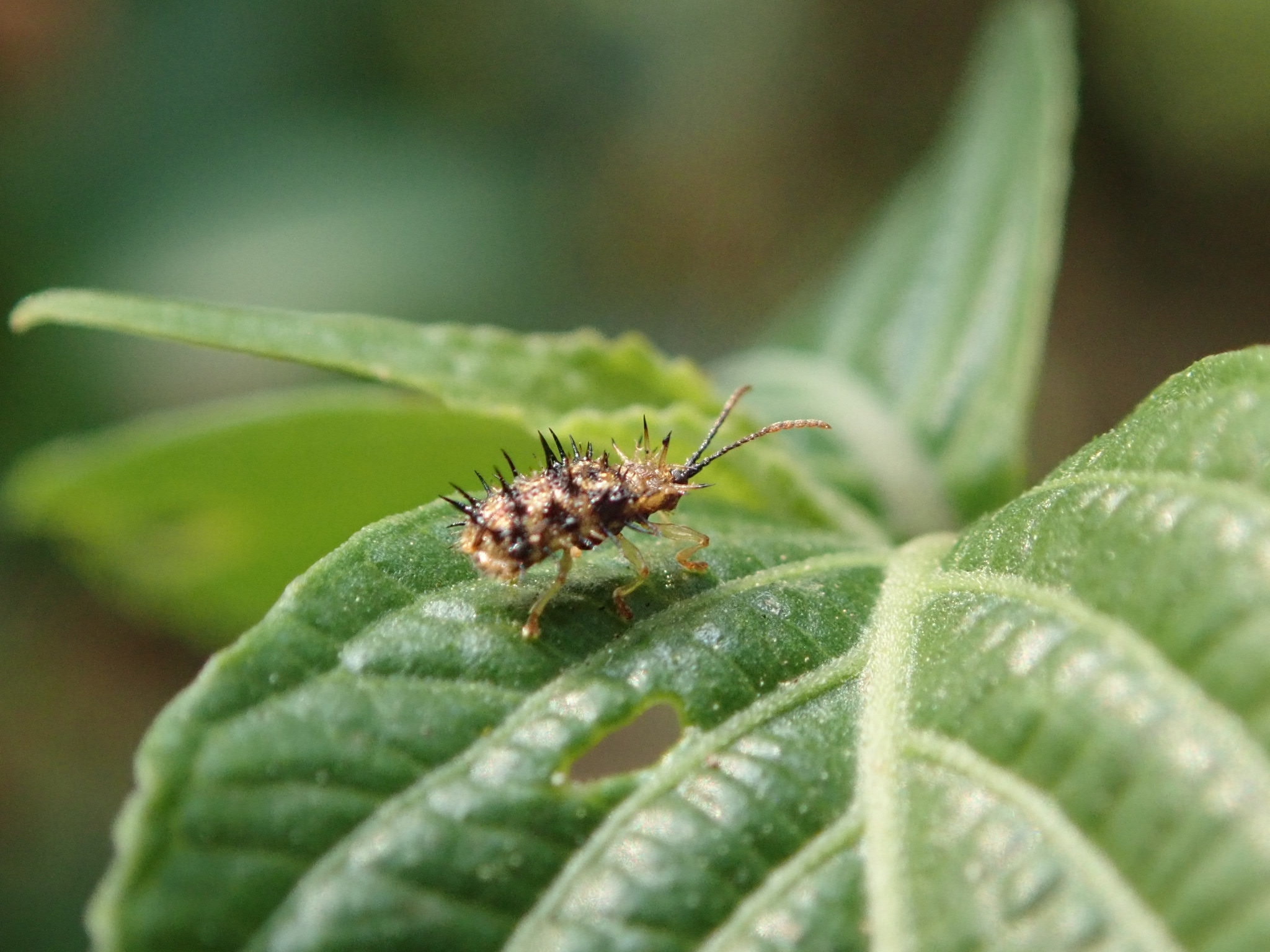 Dactylispa sauteri Uhmann, 1927